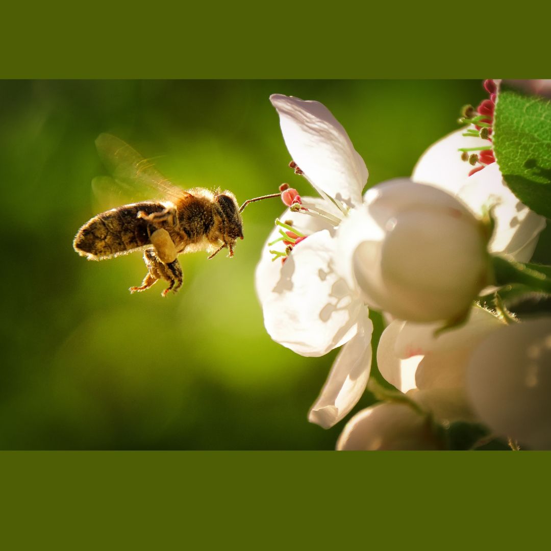 Kurs i Biodling för nybörjare del 2 - praktik