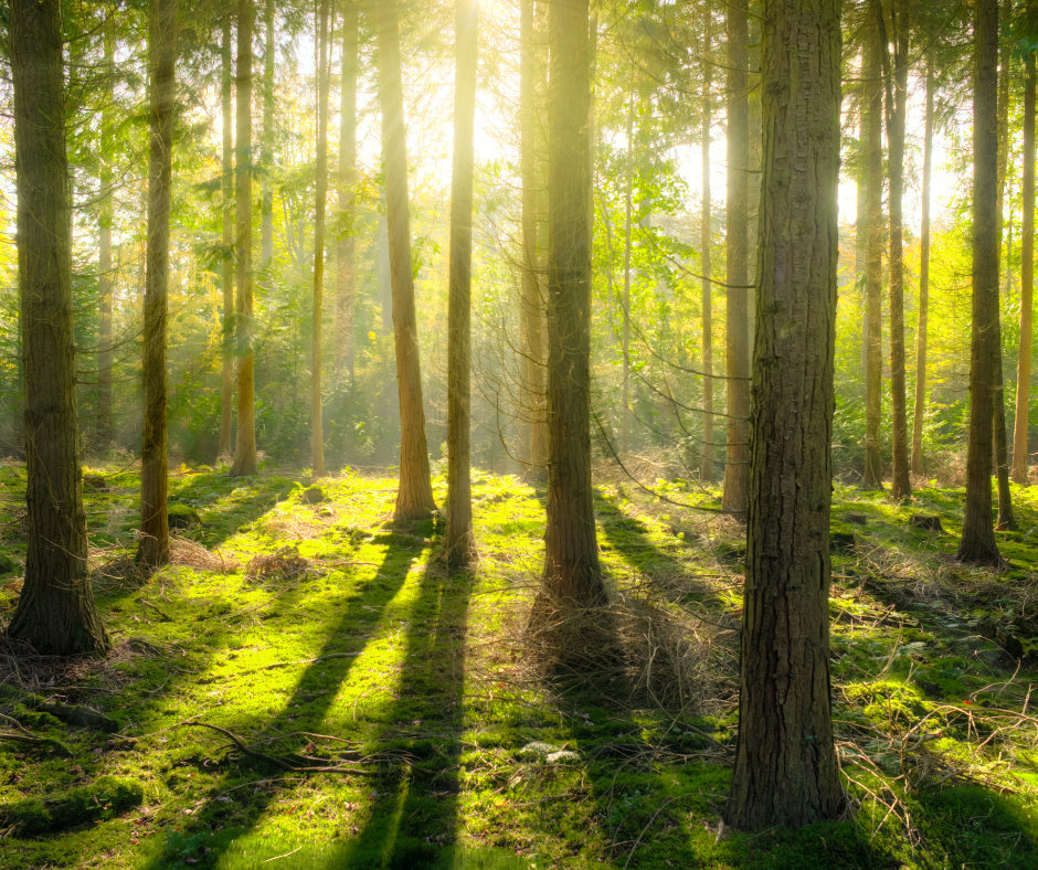 Naturfoto - sommarkurs